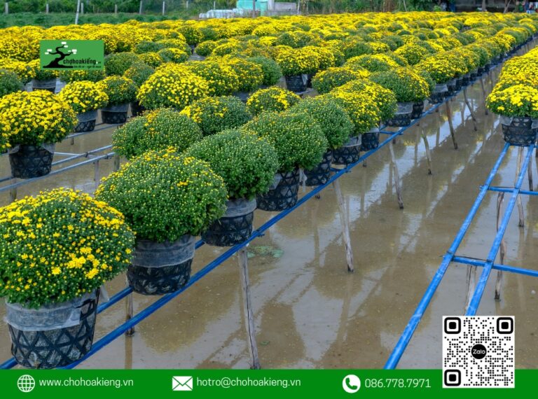 Chậu Cúc Mâm Xôi Mini Trang Trí Tết: Đặc Điểm, Ý Nghĩa, Lợi Ích, Cách ...