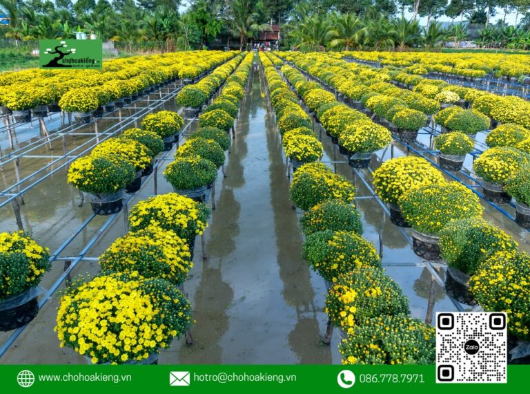 Chậu Cúc Mâm Xôi Mini Trang Trí Tết: Đặc Điểm, Ý Nghĩa, Lợi Ích, Cách ...