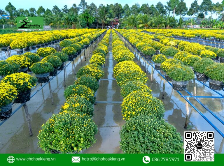 Chậu Cúc Mâm Xôi Mini Trang Trí Tết: Đặc Điểm, Ý Nghĩa, Lợi Ích, Cách ...