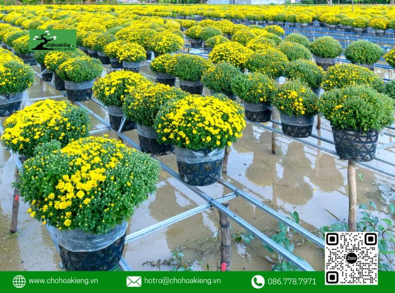 Chậu Cúc Mâm Xôi Mini Trang Trí Tết: Đặc Điểm, Ý Nghĩa, Lợi Ích, Cách ...