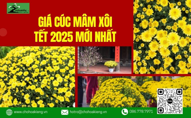 Cúc Mâm Xôi Bao Nhiêu 1 Cặp? Giá Cúc Mâm Xôi 2026 Mới Nhất?