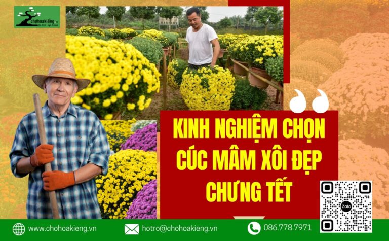 Kinh Nghiệm Chọn Cúc Mâm Xôi Đẹp Chưng Tết 2026 Nở Đều Và Lâu Tàn Khiến ...