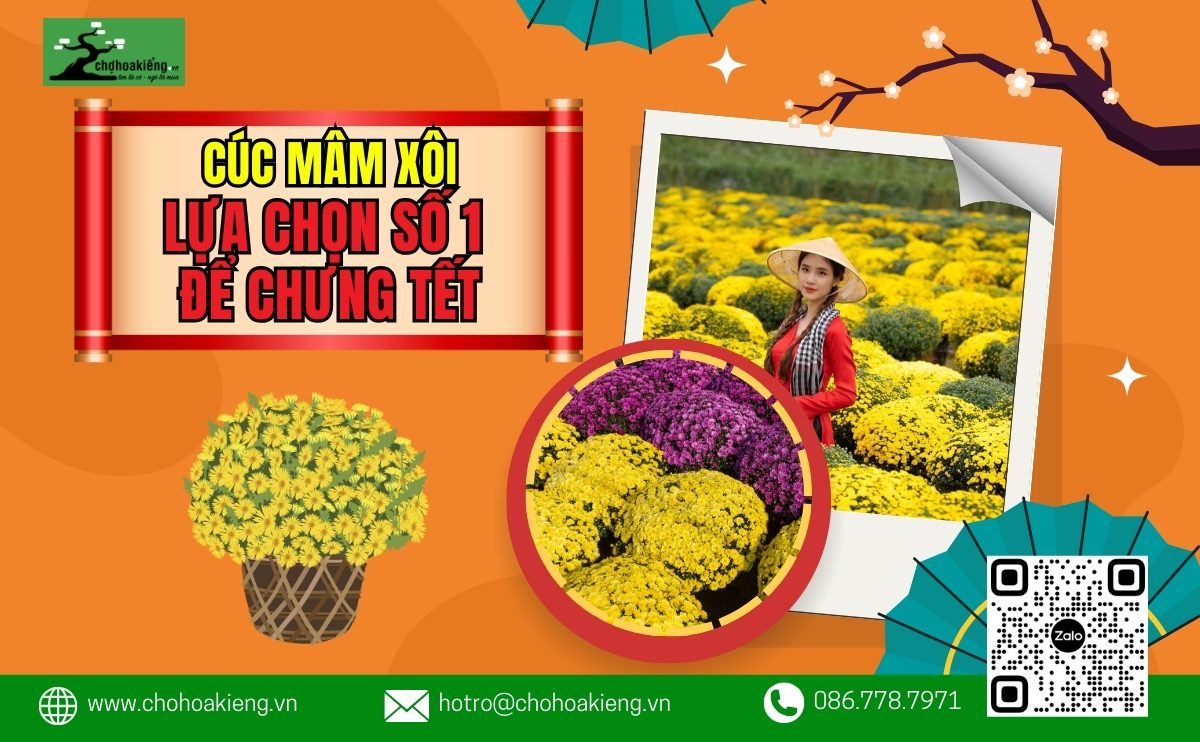 Kinh Nghiệm Chọn Cúc Mâm Xôi Đẹp Chưng Tết 2025 Nở Đều Và Lâu Tàn Khiến ...